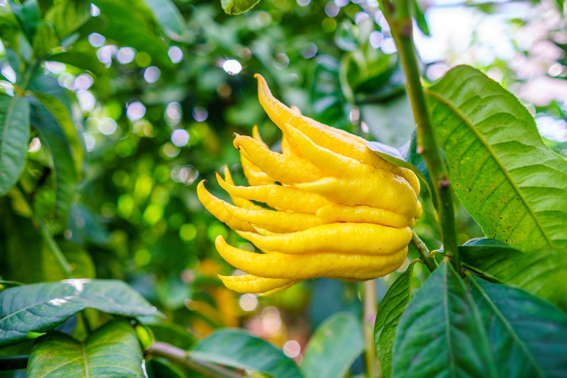 Buddhas Hand Citrus What Do You Do With That Is It Really A Citrus