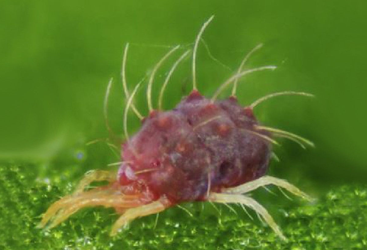Citrus Mites - Main NZ Varieties, Damage Symptoms, Control Strategies ...