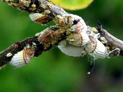Scale - Types, Damage and Control Strategies for scale on Citrus Trees ...