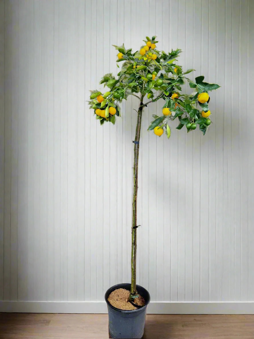 Grapefruit, Quats and Tangor Collection – Citrus Direct