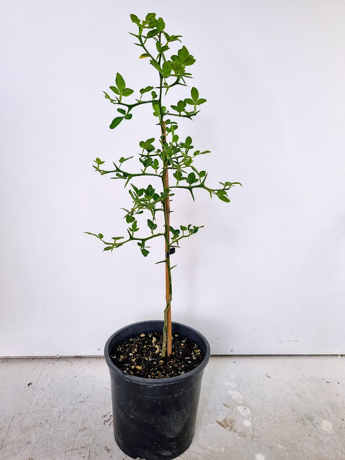 Rare and Unusual Citrus Collection – Citrus Direct