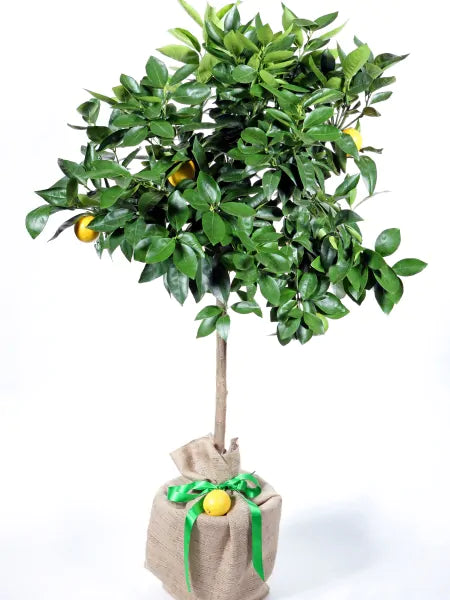 Gift Collection- Gifts for Any Occasion – Citrus Direct