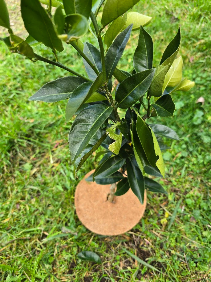 Coir Mats- perfect solution for protecting and nurturing citrus trees ...