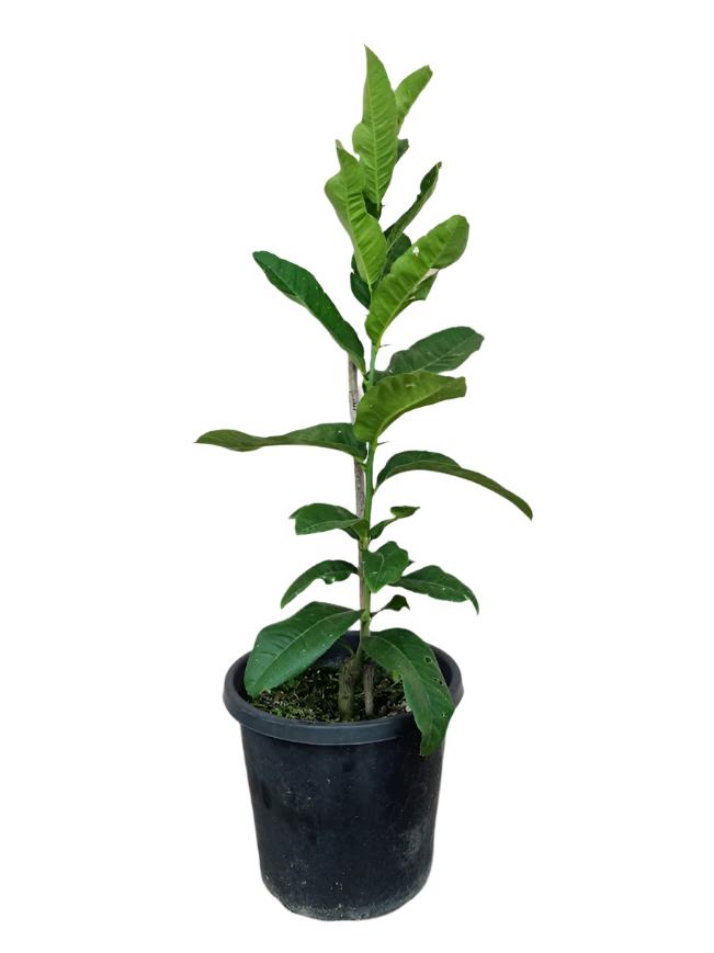Buddha’s Hand Tree (Fingered Citron Tree) Unique - Citrus Direct