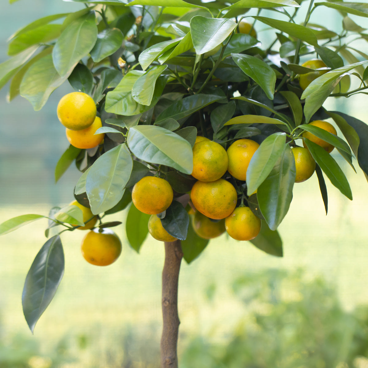 Calamansi Tree (Calamondin Tree) Tiny Fruit Tree - Citrus Direct