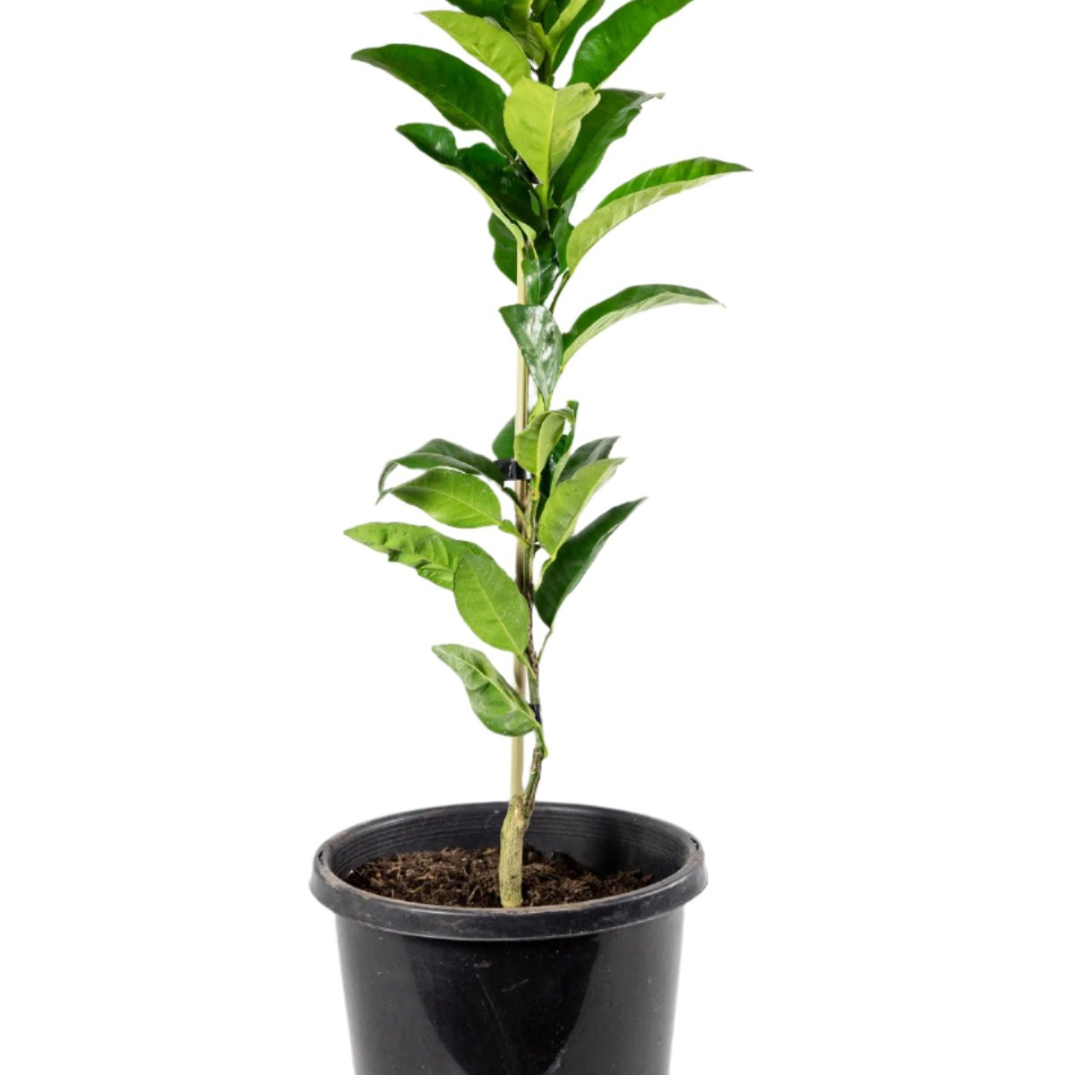 Golden Special Grapefruit Tree | sweet, mild tang - Citrus Direct
