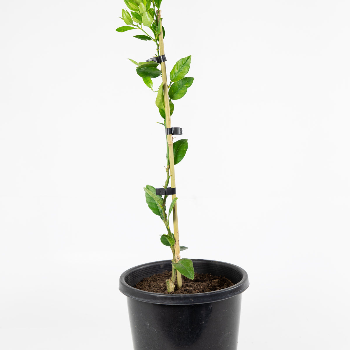 Key Lime (Mexican Lime)Tree | hardy, small bushier - Citrus Direct