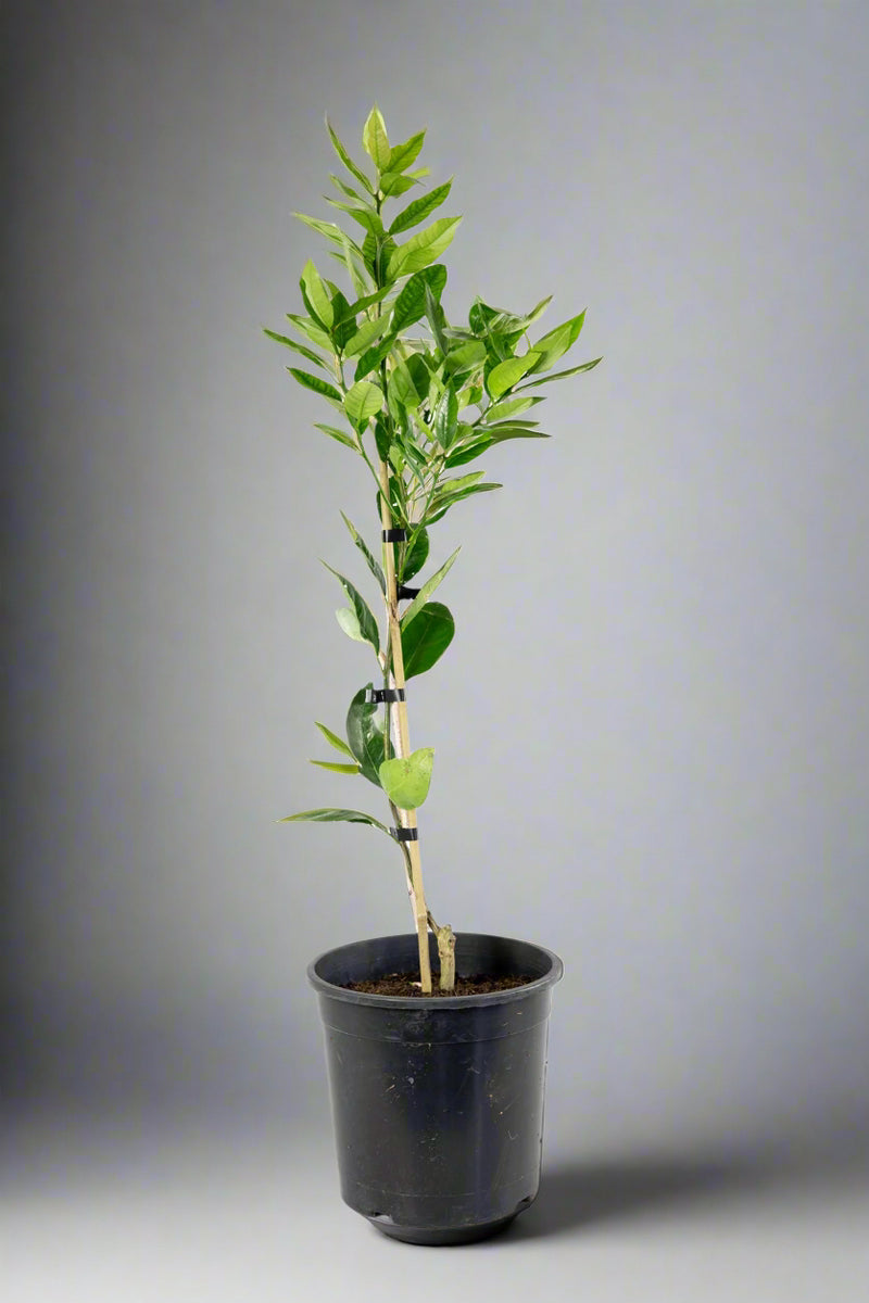 Lemonade Tree | The Sweet Mandarin Lemon Hybrid - Citrus Direct