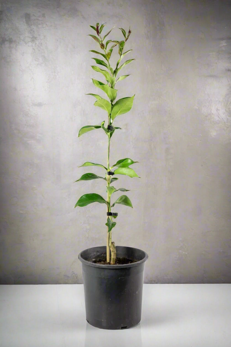 Yen Ben Lemon Tree | Main commercial lemon, Lemony - Citrus Direct
