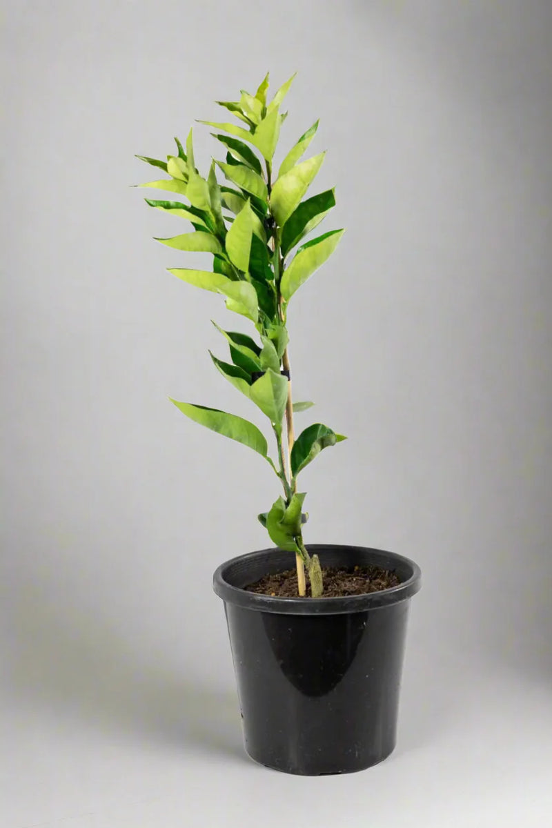 Harwood Late Valencia Orange Tree | heavy cropper - Citrus Direct