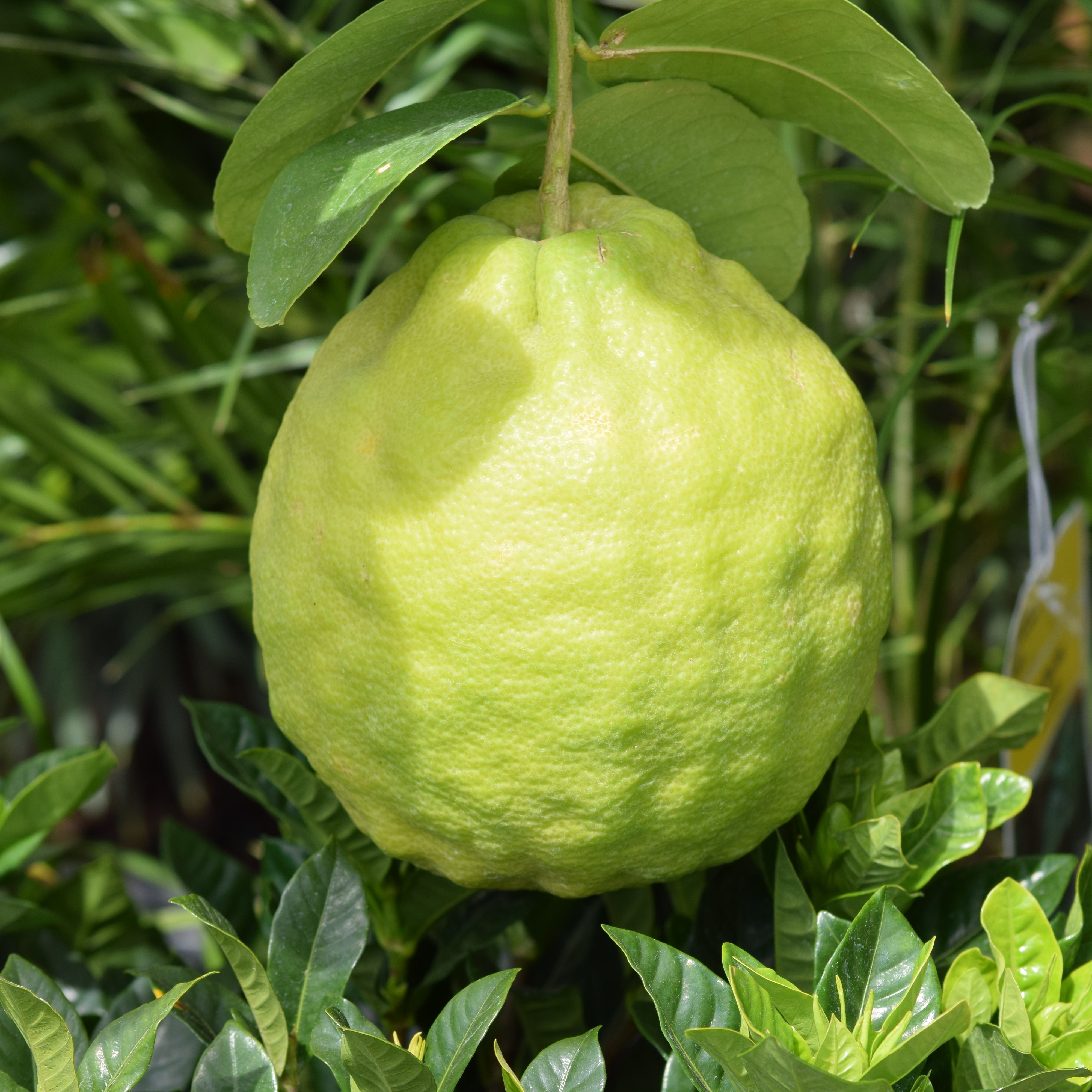 Lemon Collection – Citrus Direct