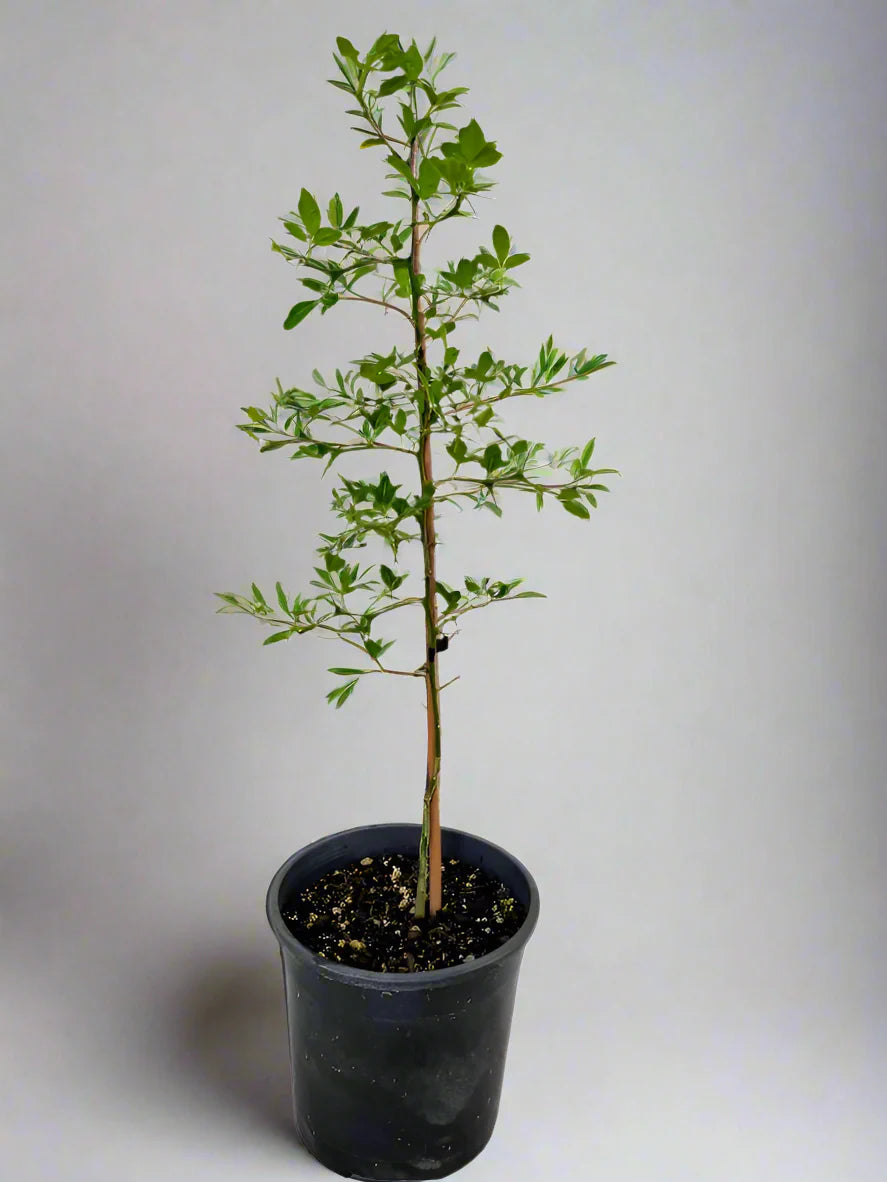 Trifoliata Citrus Tree | ideal rootstock - Citrus Direct